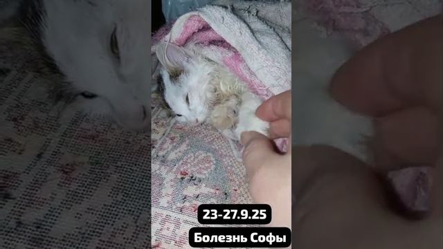 Котенок из- под машины..Сильно заболела девочка. Причина - в стрессе и сбое иммунитета.