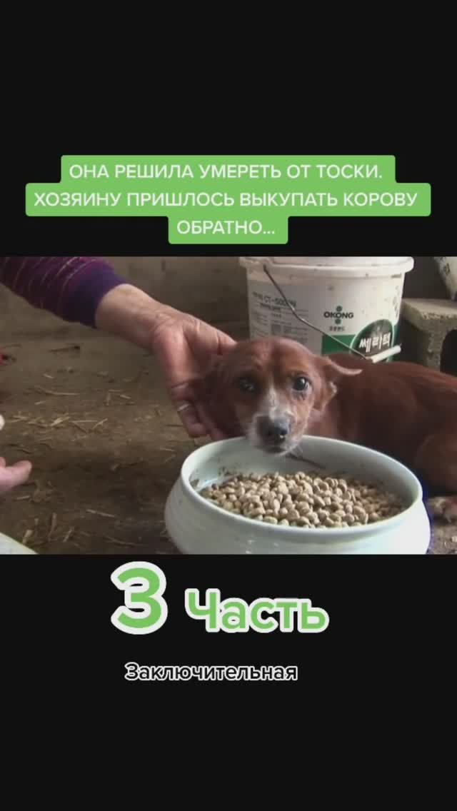 Каштанка. Настоящие любовь, дружба, верность и преданность!