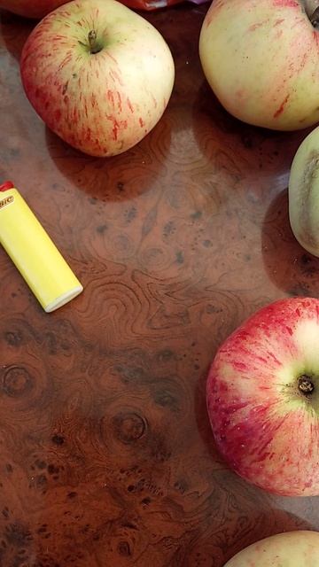 Сорт яблони штрифель яблоки вкусные осенью