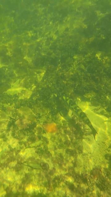 Что за рыба? Куба