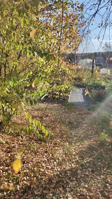 Вести с дачи 29 сентября 2025 года