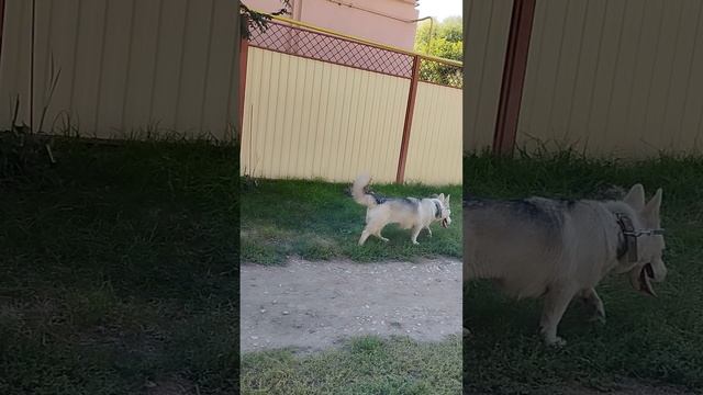 Ограбление цветов 2.mp4