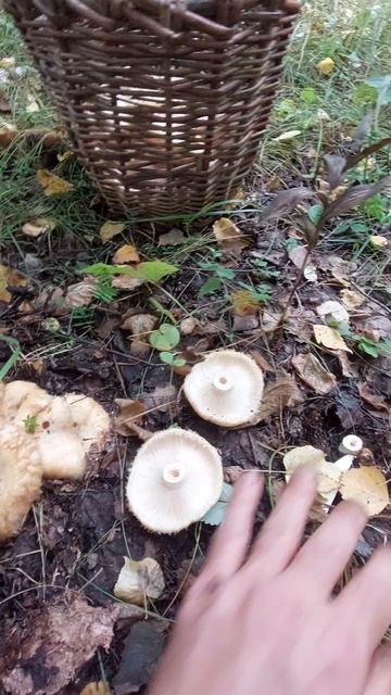 Идеальные грузди!