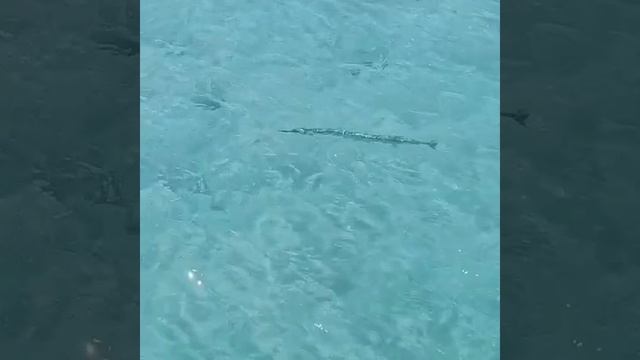 Стрела или игла? Мальдивы