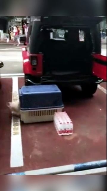 Ну что бы мы делали без этих пушистых проказников! Подписывайте, чтобы не пропустить свежие видео!!!