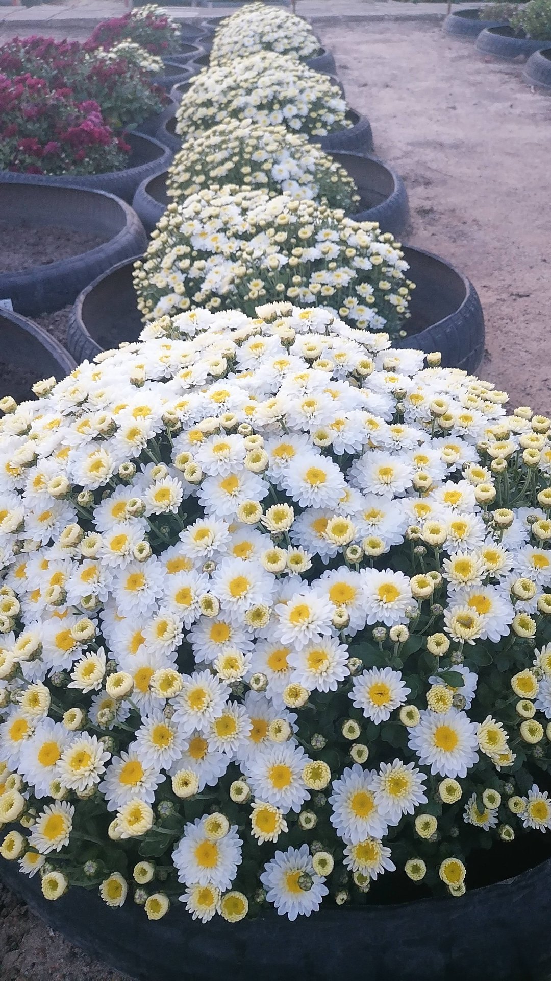 Обзор цветения хризантемы мультифлоры 24.09.25. Отправка маточников почтой России