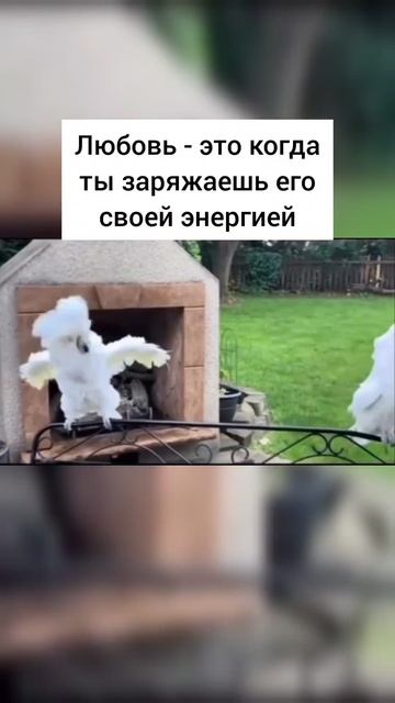 Любовь - это когда ты заряжаешь его своей энергией