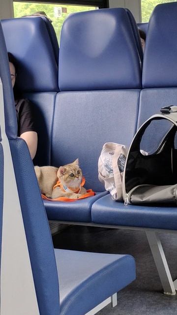 Очень красивая пассажирка в электричке!