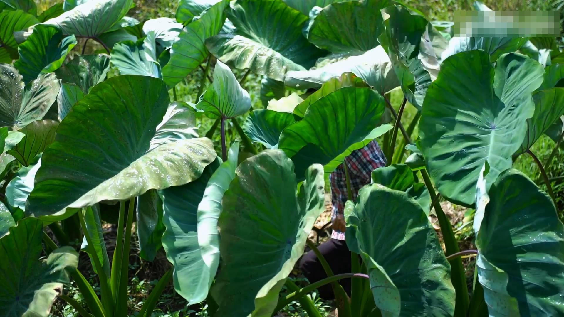 Бабушка из Минху - Приготовила лотос таро