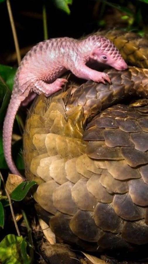 pangolins