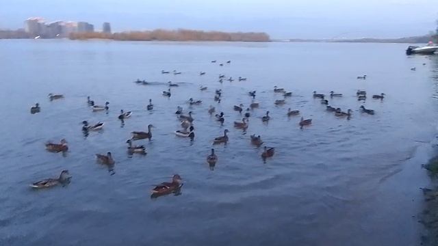 Берег реки Обь/ Парк Сибирь Арена/сентябрь 2025. Забавные утки ☺
