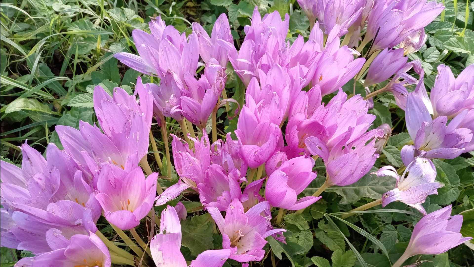 БАБЬЕ ЛЕТО В САДУ.