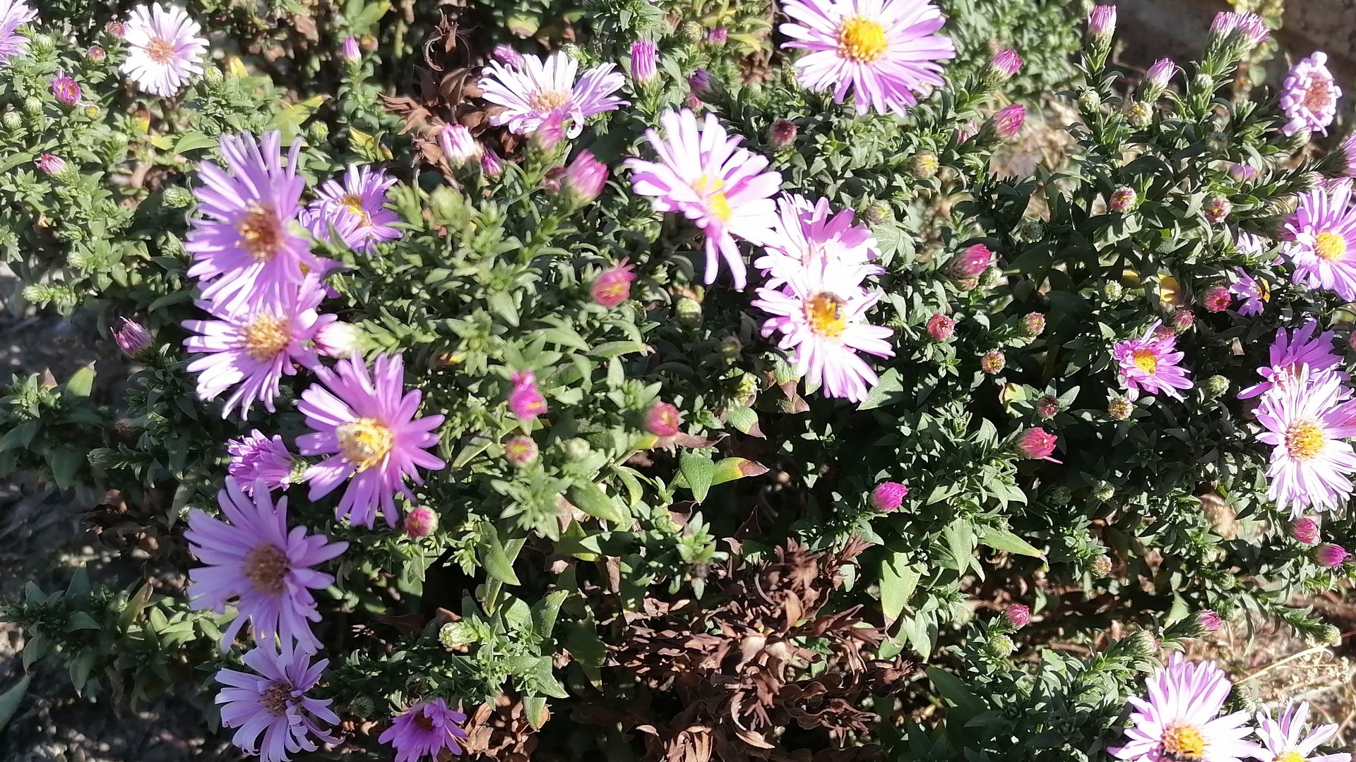 Дачный влог / Начали строительство бани / Что из это выйдет / Домашние хлопоты, готовка