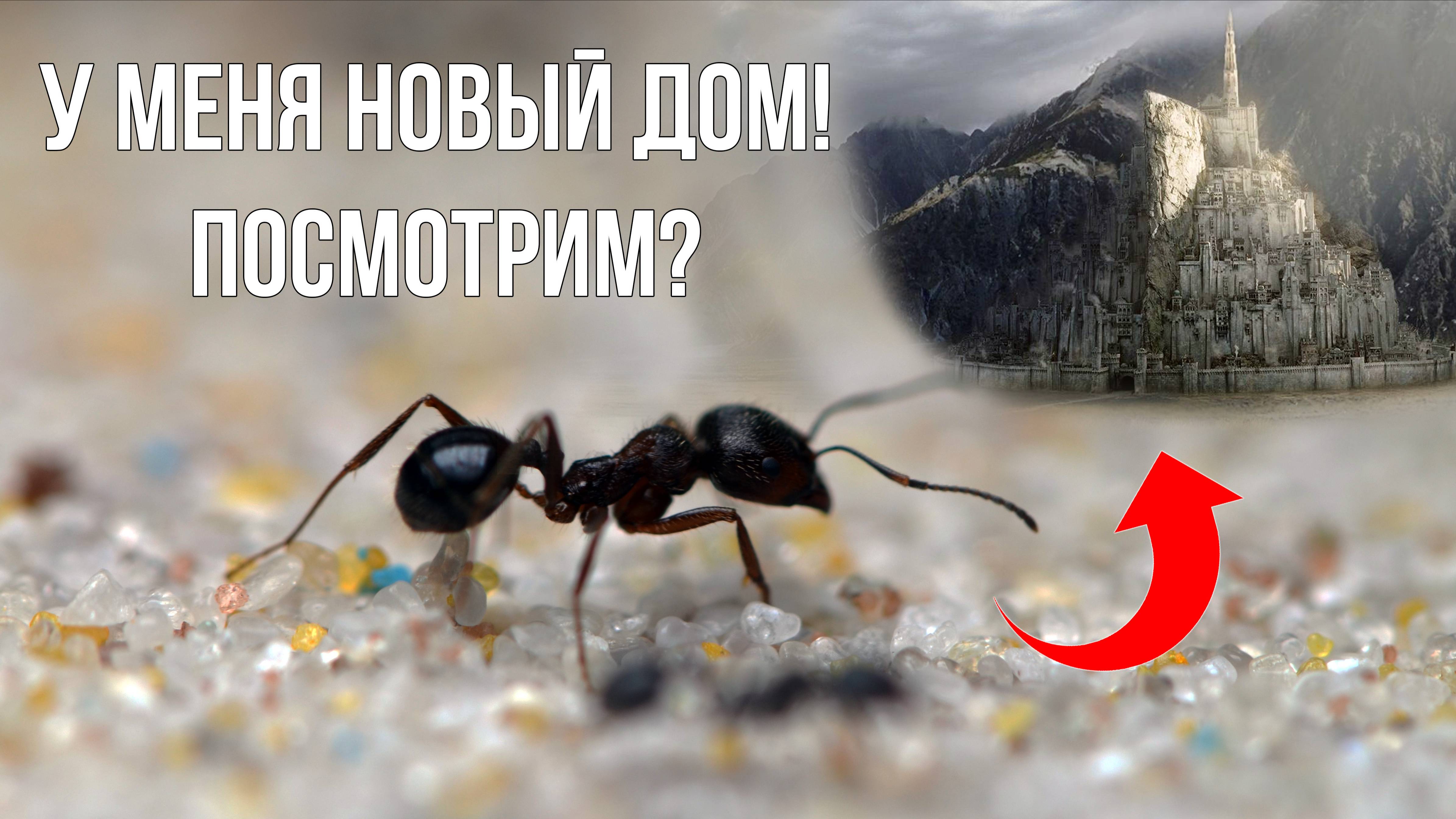 Арена для муравьёв Messor structor во вселенной Властелина Колец — вы будете в шоке!
