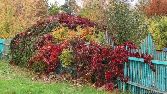 Красочный день сентября в Кемерово