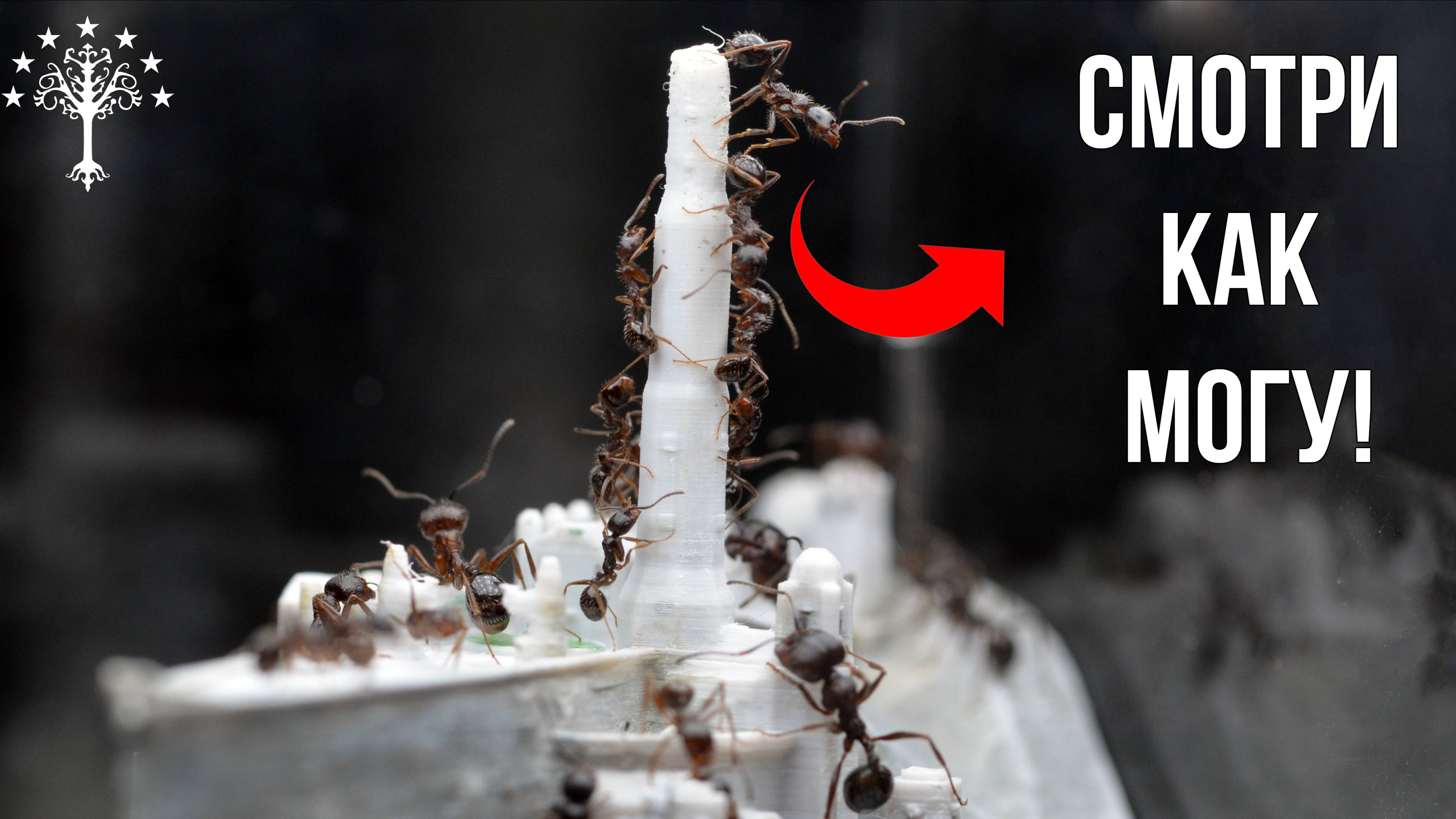 Messor structor охота в волшебном формикарии