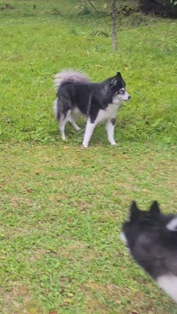 Акела промахнулся 29-09-2025