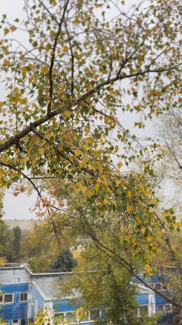 Осенний дождь!