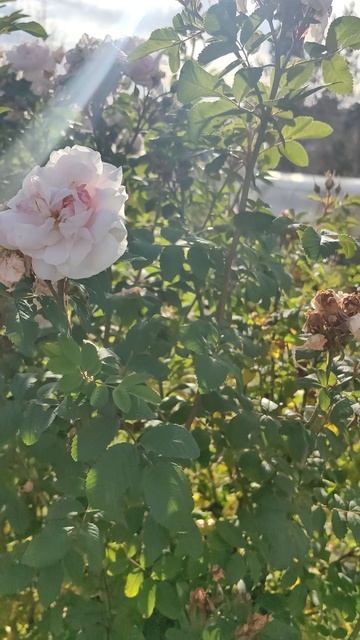 Розы и чуть-чуть Ласки