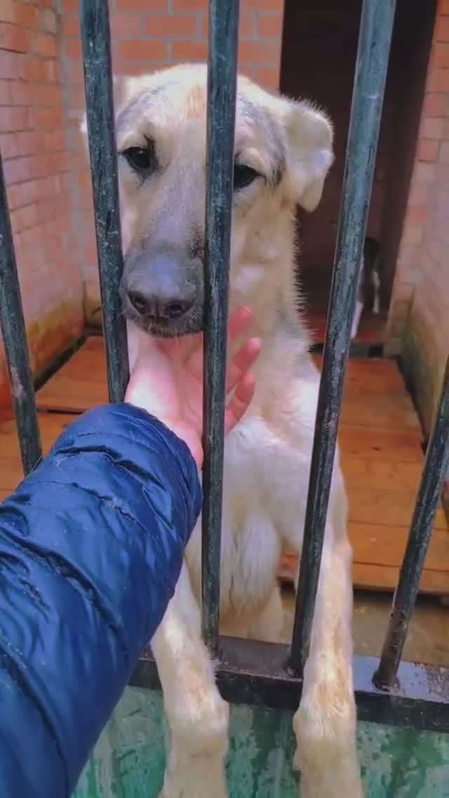 "Лапка на удачу" ❥ Приют в Малинках