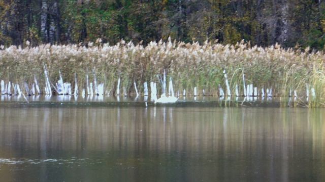 Лебеди на озере Увильды 27 сентября 2025 г