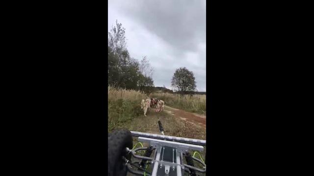 Отзыв. Катание в собачьей упряжке в Москве летом