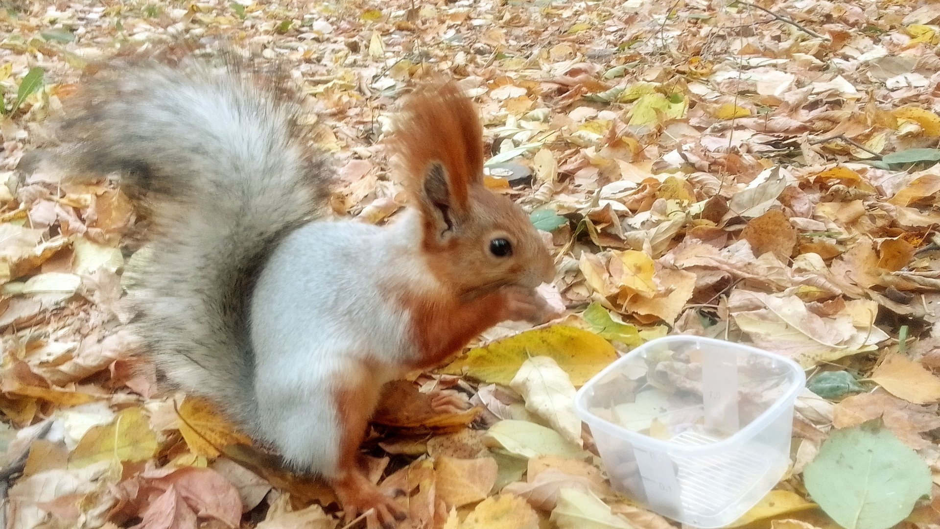 Жизнь забавных зверушек 🐿 и не только в парке " Берёзовая Роща"/ Новосибирск/29.09.2025