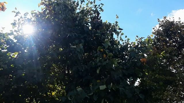 МГНОВЕНИЯ СОЛНЕЧНОЙ ОСЕНИ ОБИТЕЛИ: КОНДАК АКАФИСТА ИВЕРСКОЙ ИКОНЫ БОЖИЕЙ МАТЕРИ, ХОР МОНАСТЫРЯ