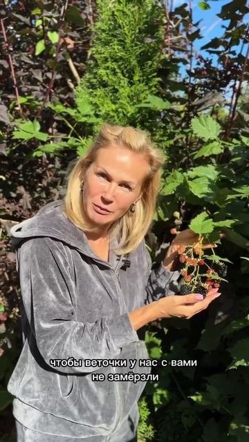 Ежевика в сентябре — сладкое прощание с летом