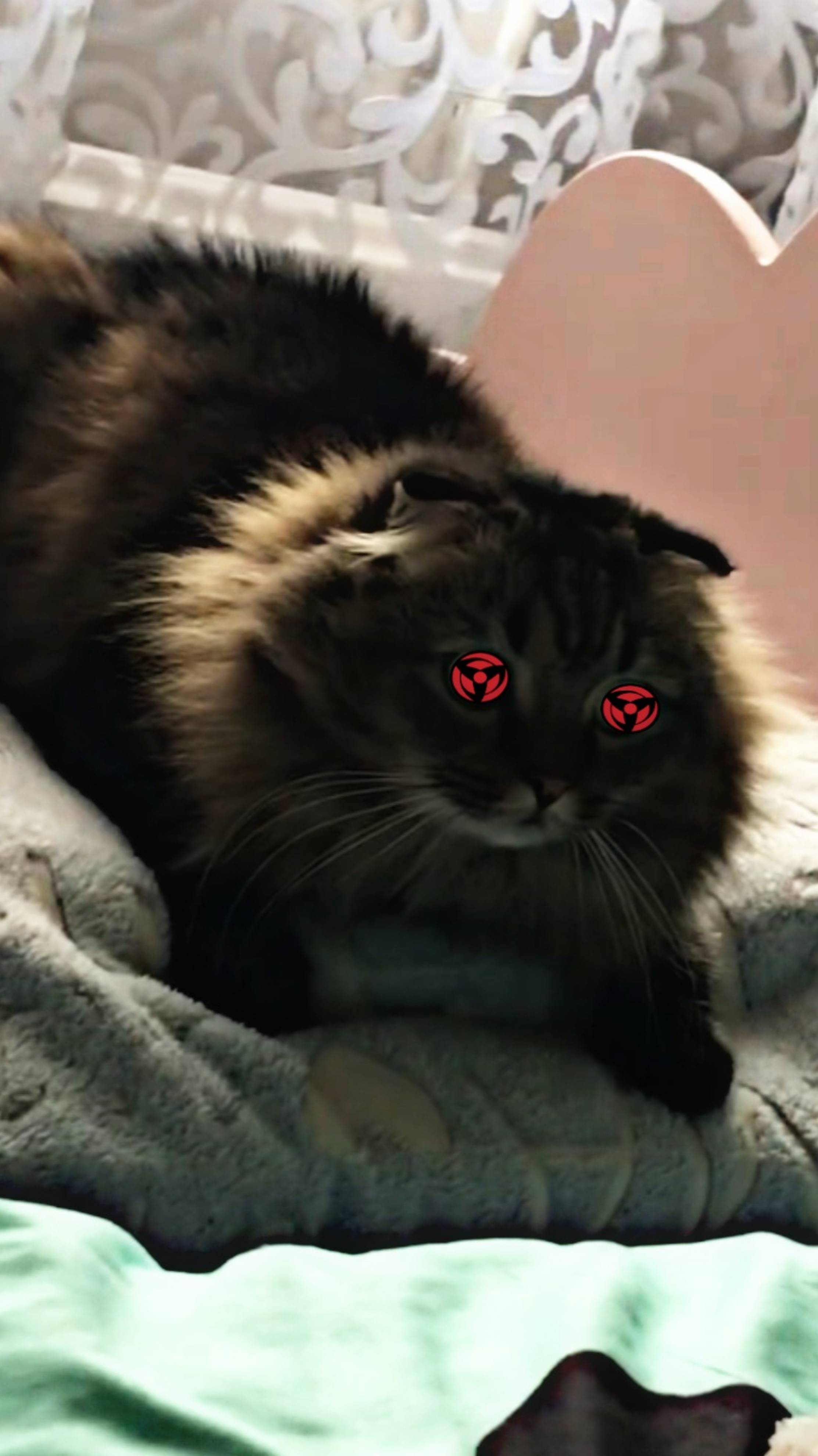 Учиха Марсик #cat #кот #shorts #животные