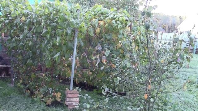 Муромцево   29 сентября  2025г г Первый мороз t -7-10 гр.