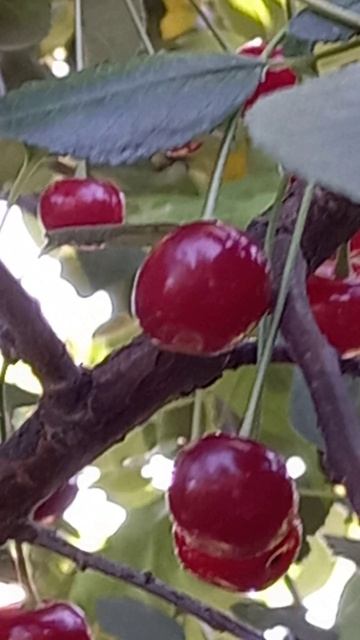 Вишня спелая