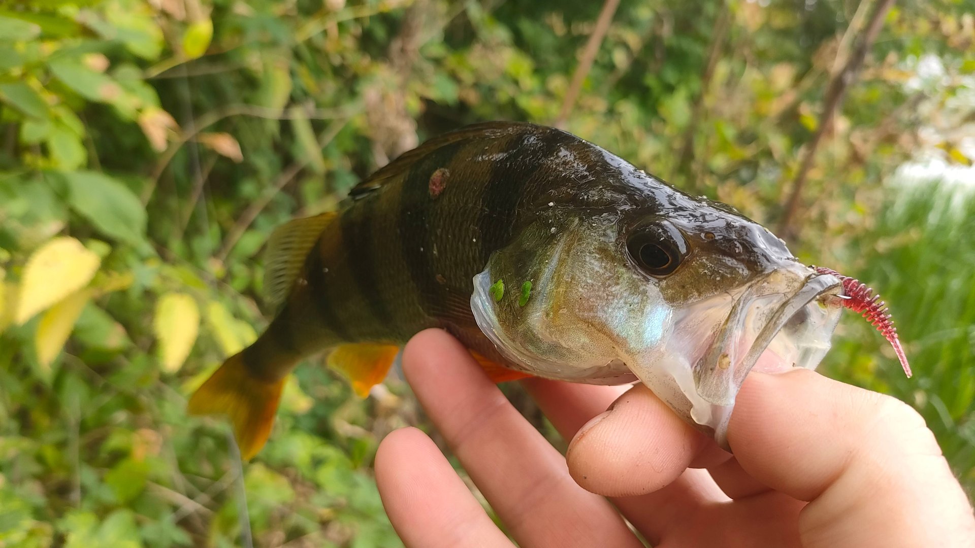 Микроджиг в сентябре. Окунь, жерех и даже плотва.