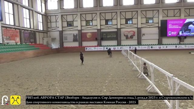 РВП коб. АВРОРА СТАР  (Визборн - Андалусия о. Сир Доннервелл ольд.), 2023 г.р.