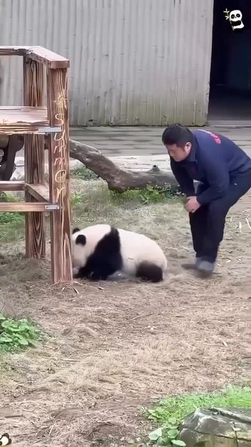 лучшая работа на свете-обнимашки с пандами