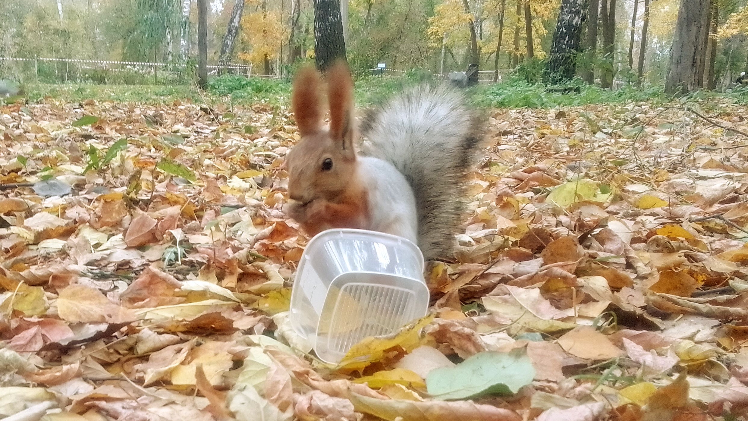 В том же парке" Берёзовая Роща/ Забавные зверушки🐿/ Новосибирск/29.09.2025