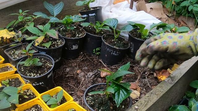 Как правильно сохранить гортензию крупнолистную зимой: секреты успешной зимовки в квартире.