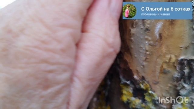 Морозобоины, разрывы коры, трещины: причины появления и методы борьбы.