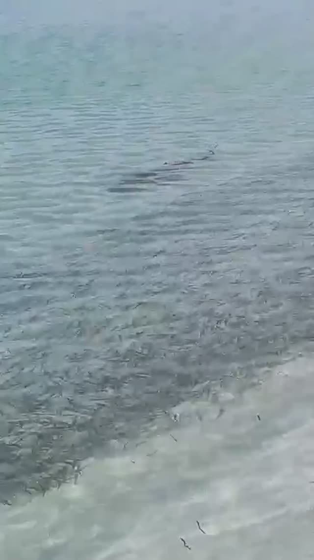 Акула - нянька(рифовая) Мальдивы