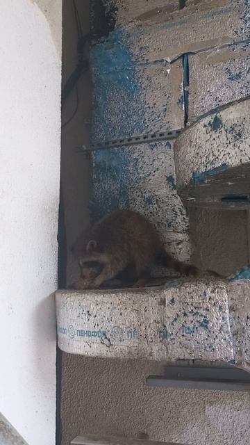 Прибежал еще енот- взял котлету и решил кушать здесь же