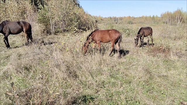 Осенние пастбища, жеребята спортивных пород,