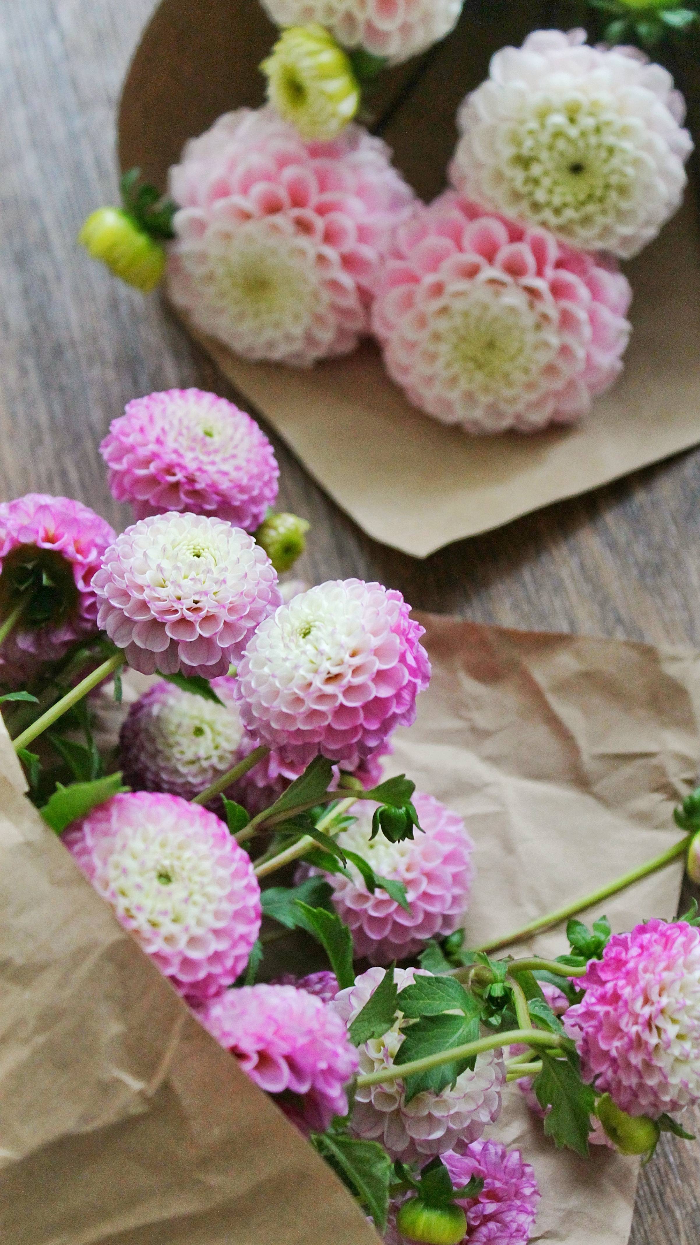 Георгины. Посадочный материал из Голландии 2025  #shorts