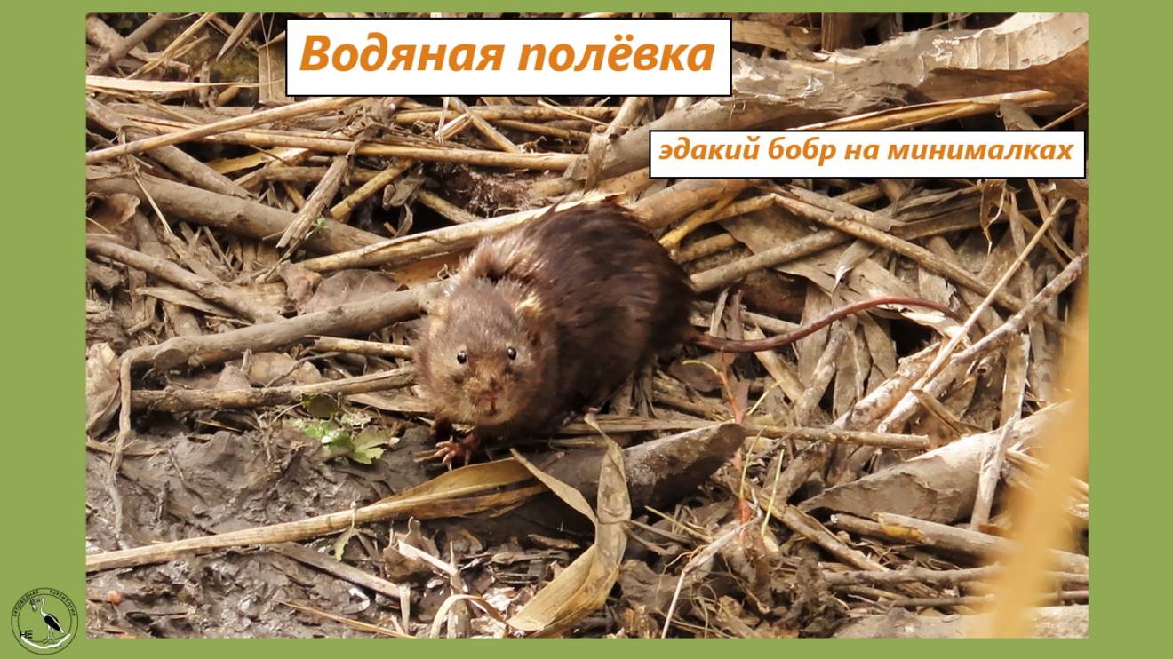 Эдакий бобр на минималках - водяная полёвка на бобровой плотине. 29.09.25