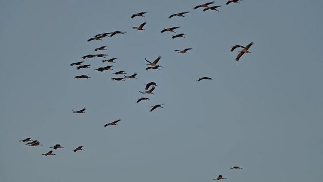 Серые журавли 2025