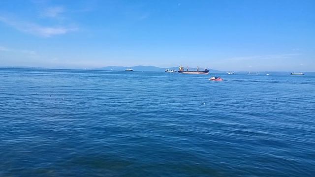 Токаревская кошка Общий вид, Владивосток, август 2025.