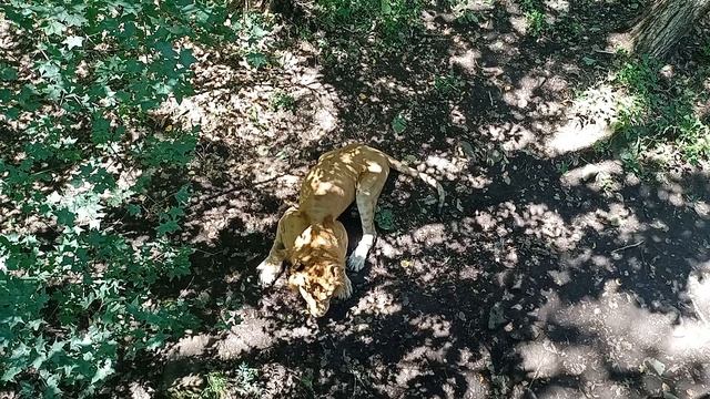 Приморский сафари-парк, кормим Лилигра, Владивосток, август 2025.