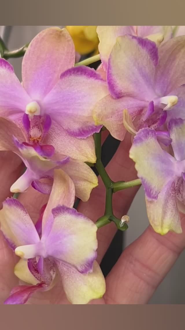 Среди любимых цветов 🌸🪴🌺🧚♀️🥰 #цветениеорхидей #орхидея #фаленопсисорхидея #орхидеи #фаленопсис