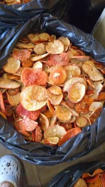 Сушеные шляпки мухомора красного из Марий-Эл
