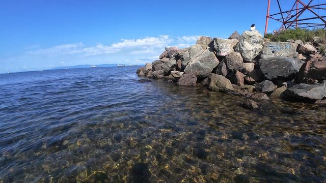 Токаревская кошка возле ЛЭП, Владивосток, август 2025.