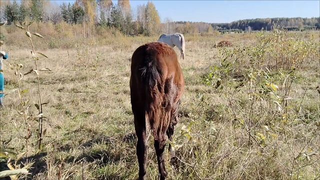 Чистопородный тракененский, Прованс